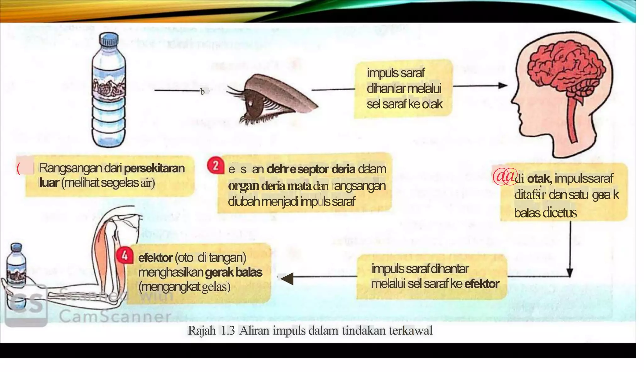 BAB 1 RANGSANGAN DAN GERAK BALAS.pptx
