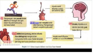BAB 1 RANGSANGAN DAN GERAK BALAS.pptx