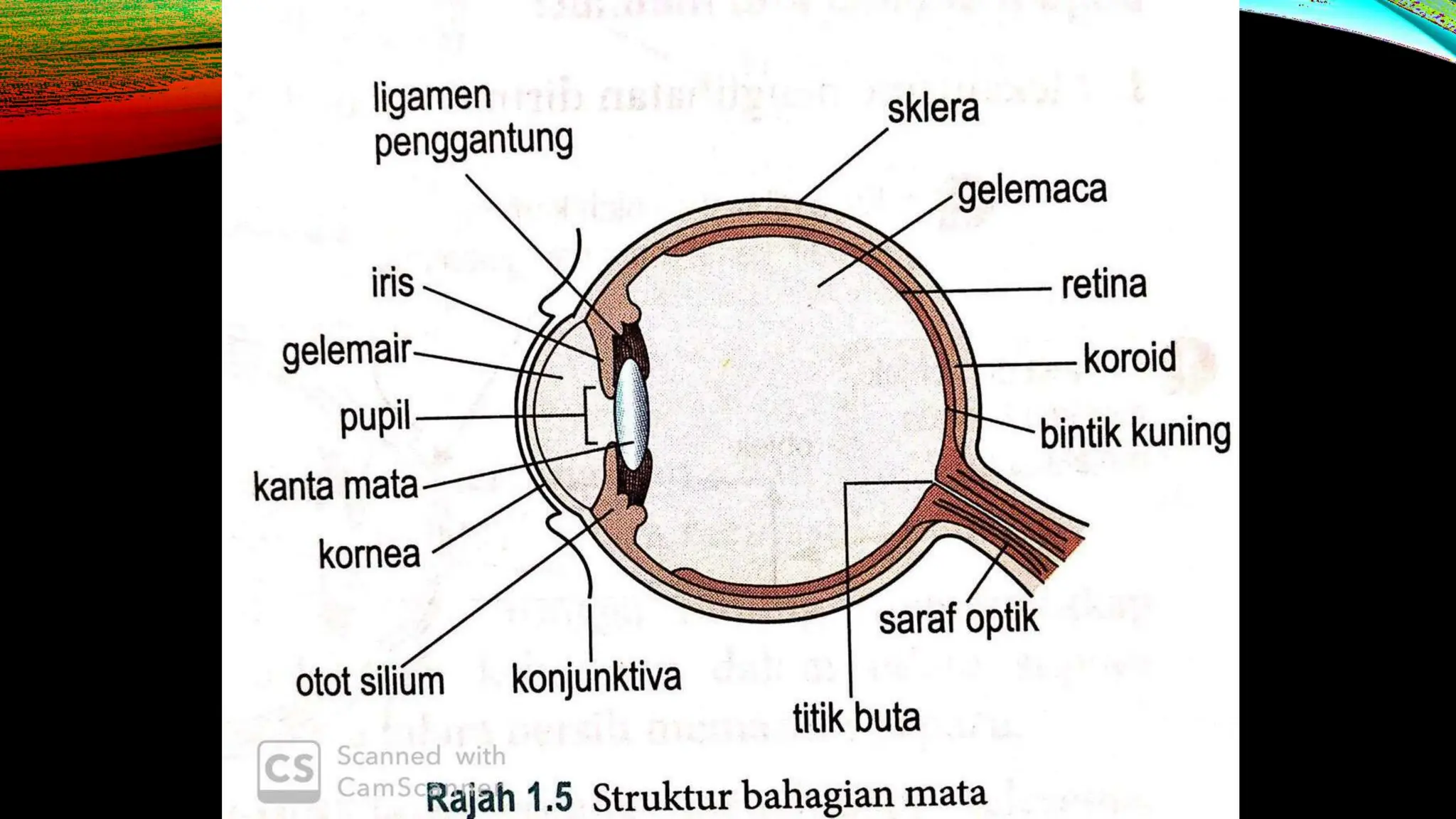 RANGSANGAN DAN GERAK BALAS BAB 1 SAINS TING 3 | PPTX