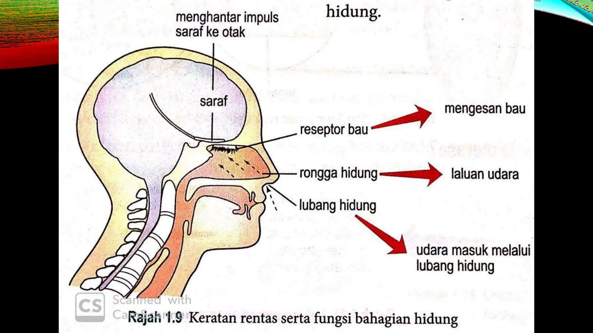 RANGSANGAN DAN GERAK BALAS BAB 1 SAINS TING 3 | PPTX