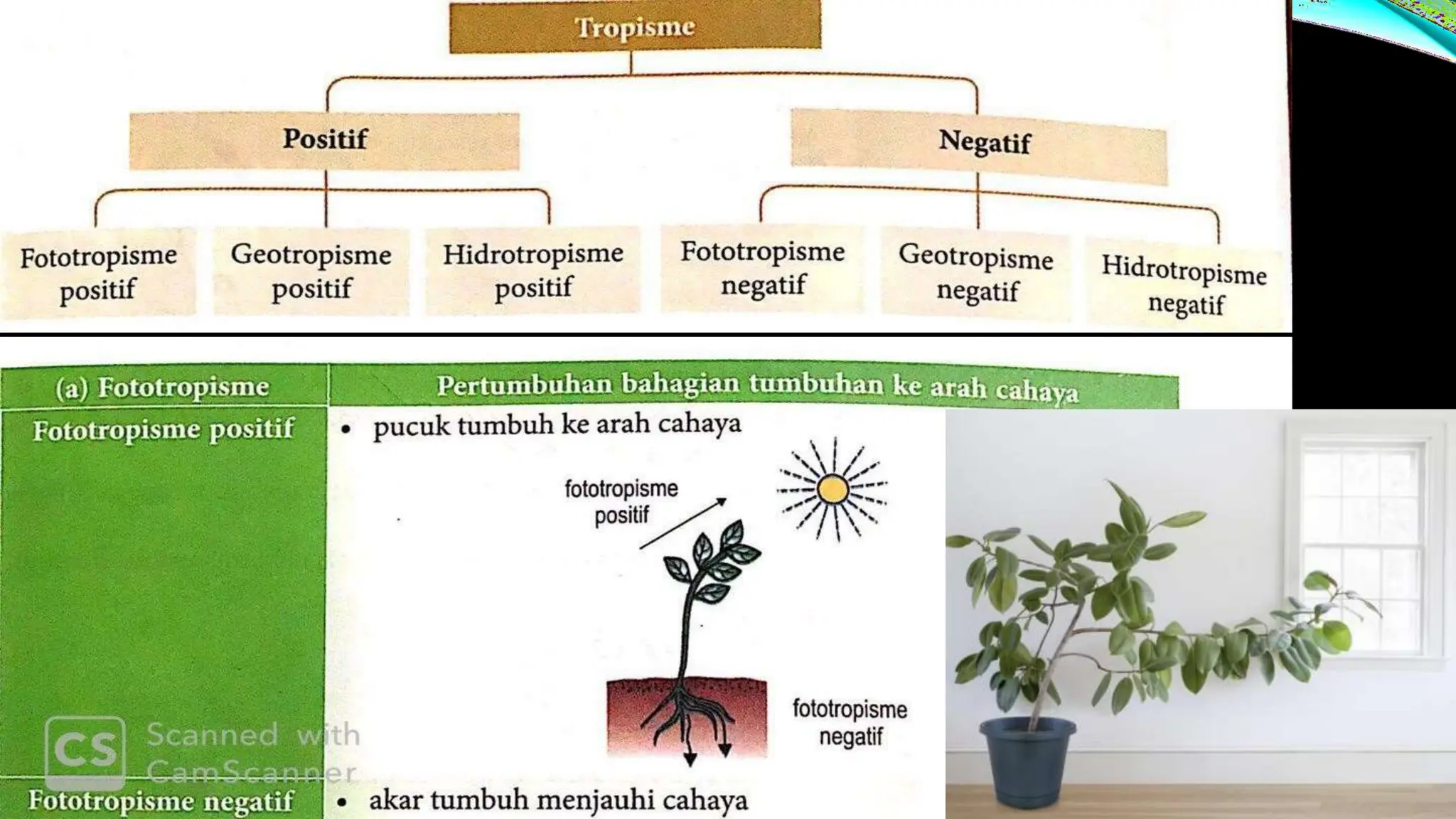 RANGSANGAN DAN GERAK BALAS BAB 1 SAINS TING 3 | PPTX