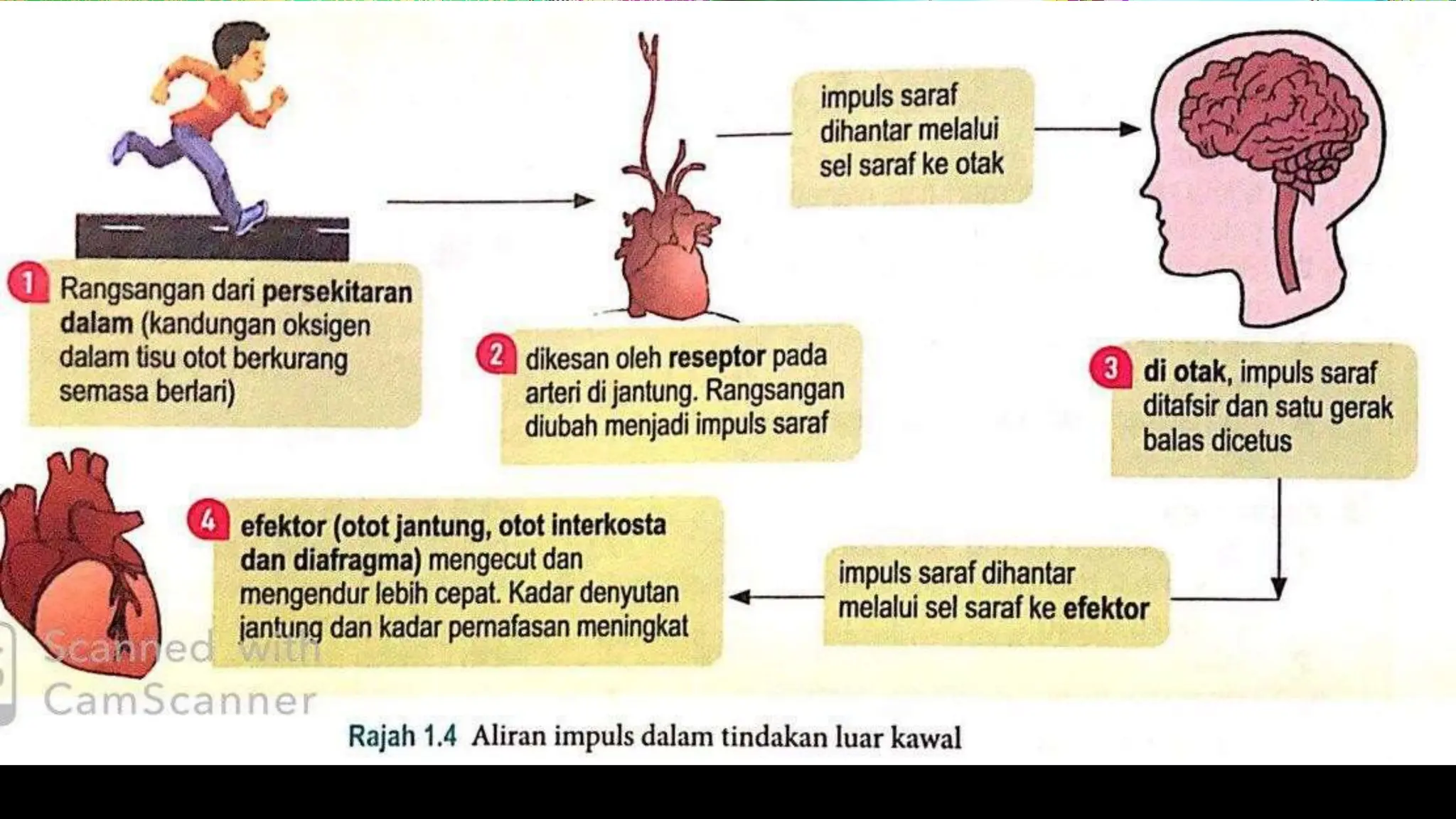 RANGSANGAN DAN GERAK BALAS BAB 1 SAINS TING 3 | PPTX