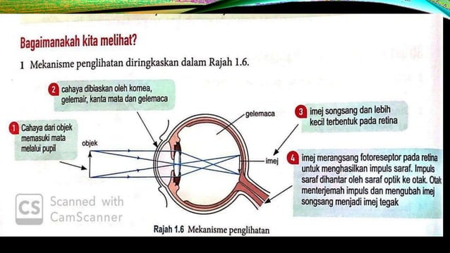 RANGSANGAN DAN GERAK BALAS BAB 1 SAINS TING 3 | PPTX