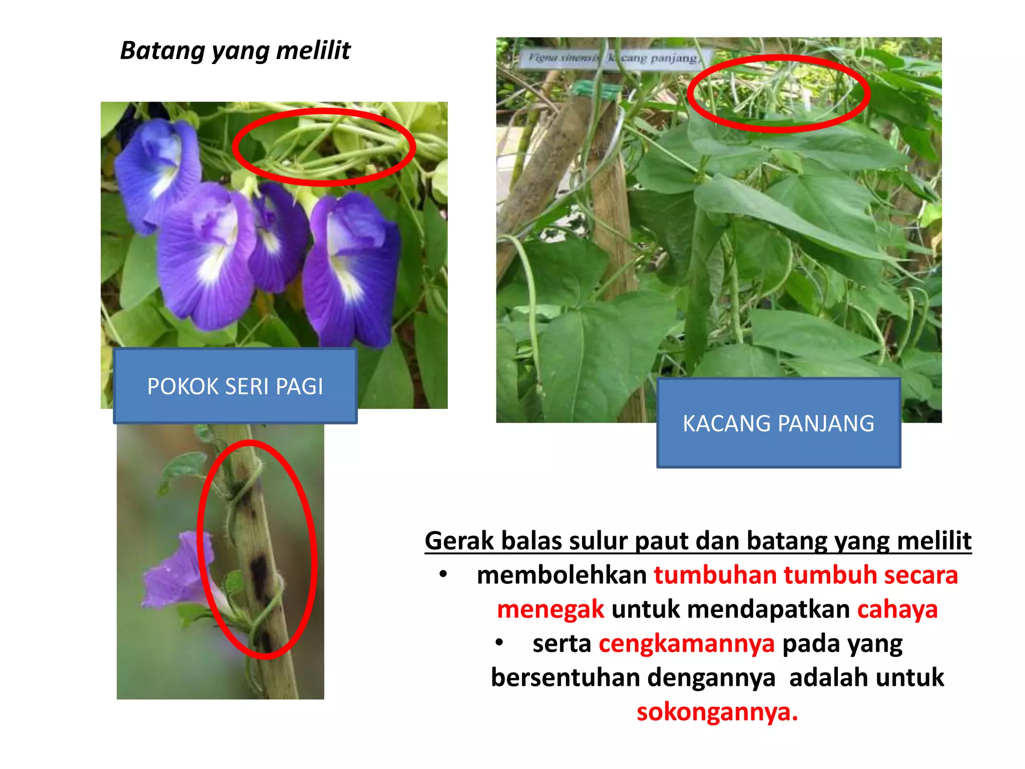 BAB 1 Rangsangan dan Gerak balas Tumbuhan.ppt