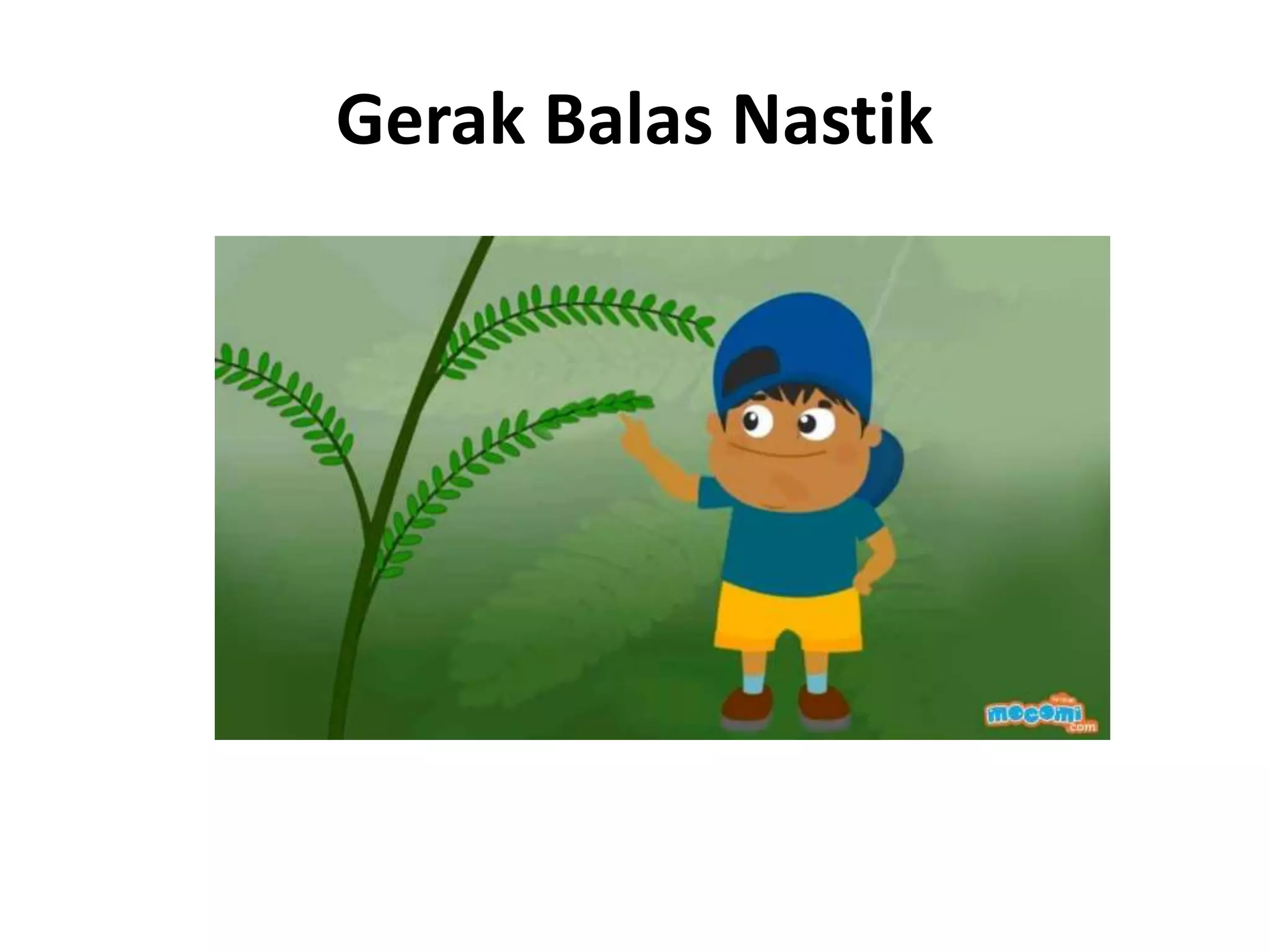 BAB 1 Rangsangan dan Gerak balas Tumbuhan.ppt