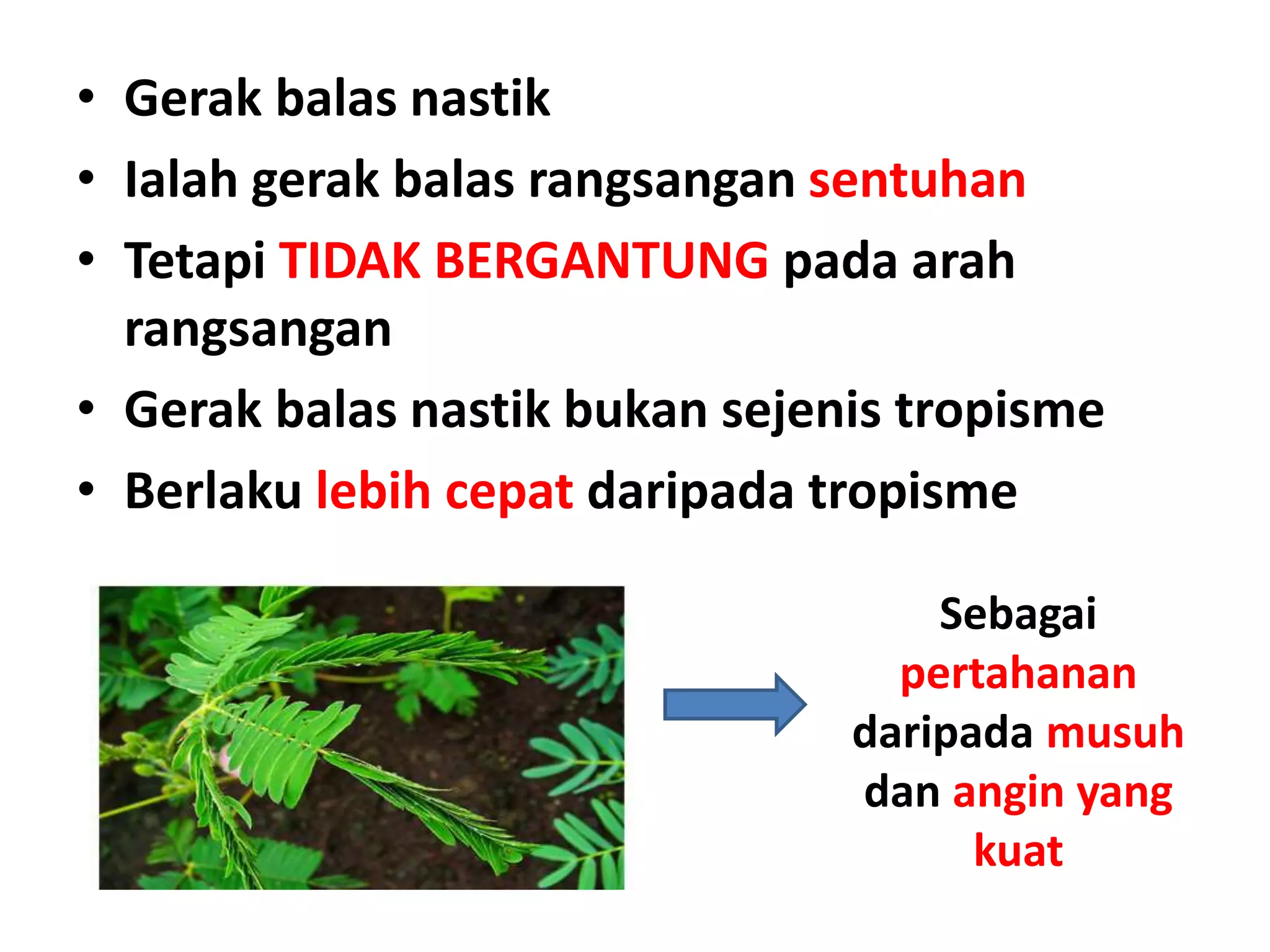 BAB 1 Rangsangan dan Gerak balas Tumbuhan.ppt
