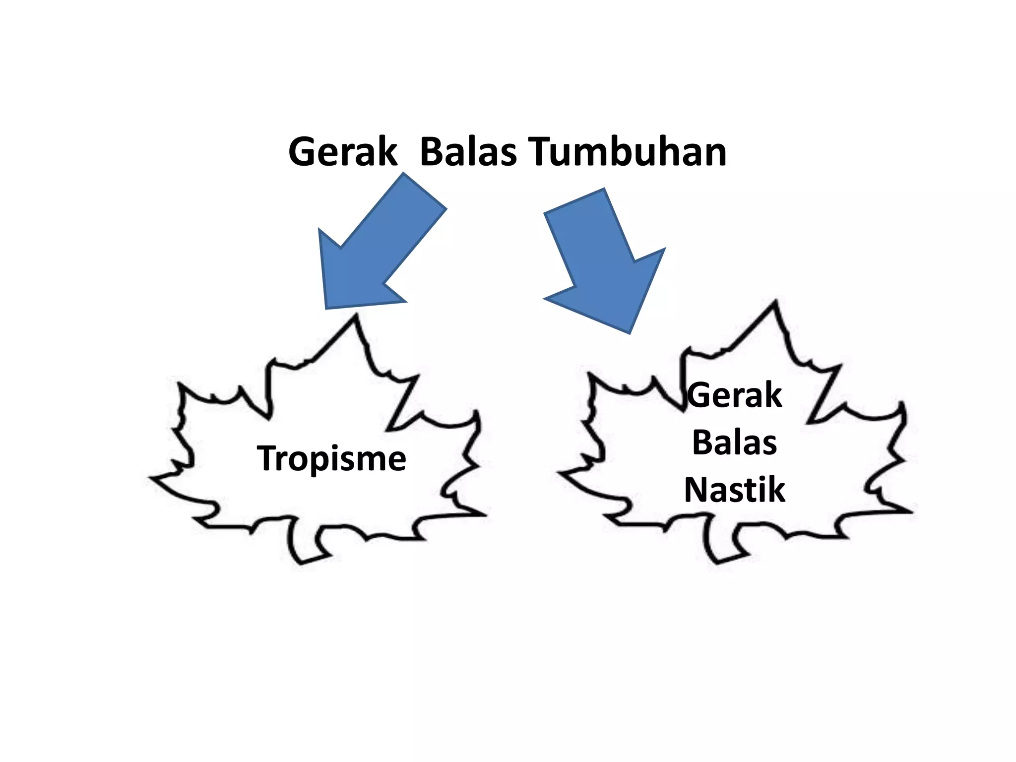 BAB 1 Rangsangan dan Gerak balas Tumbuhan.ppt