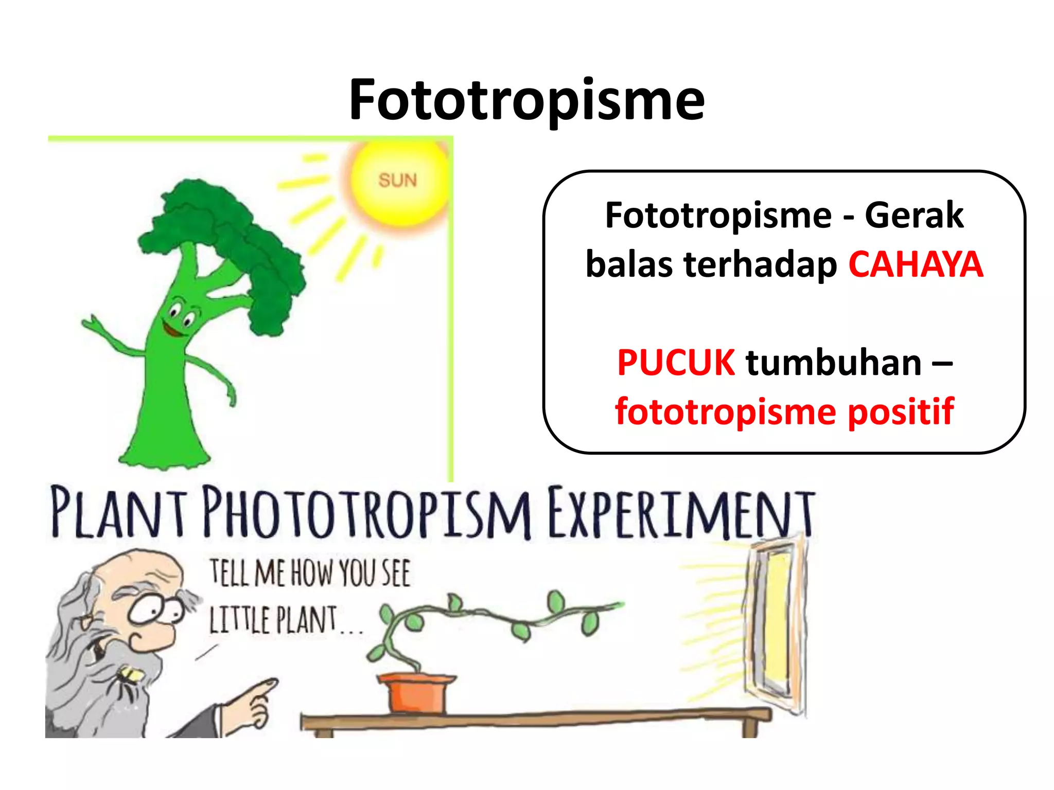 BAB 1 Rangsangan dan Gerak balas Tumbuhan.ppt