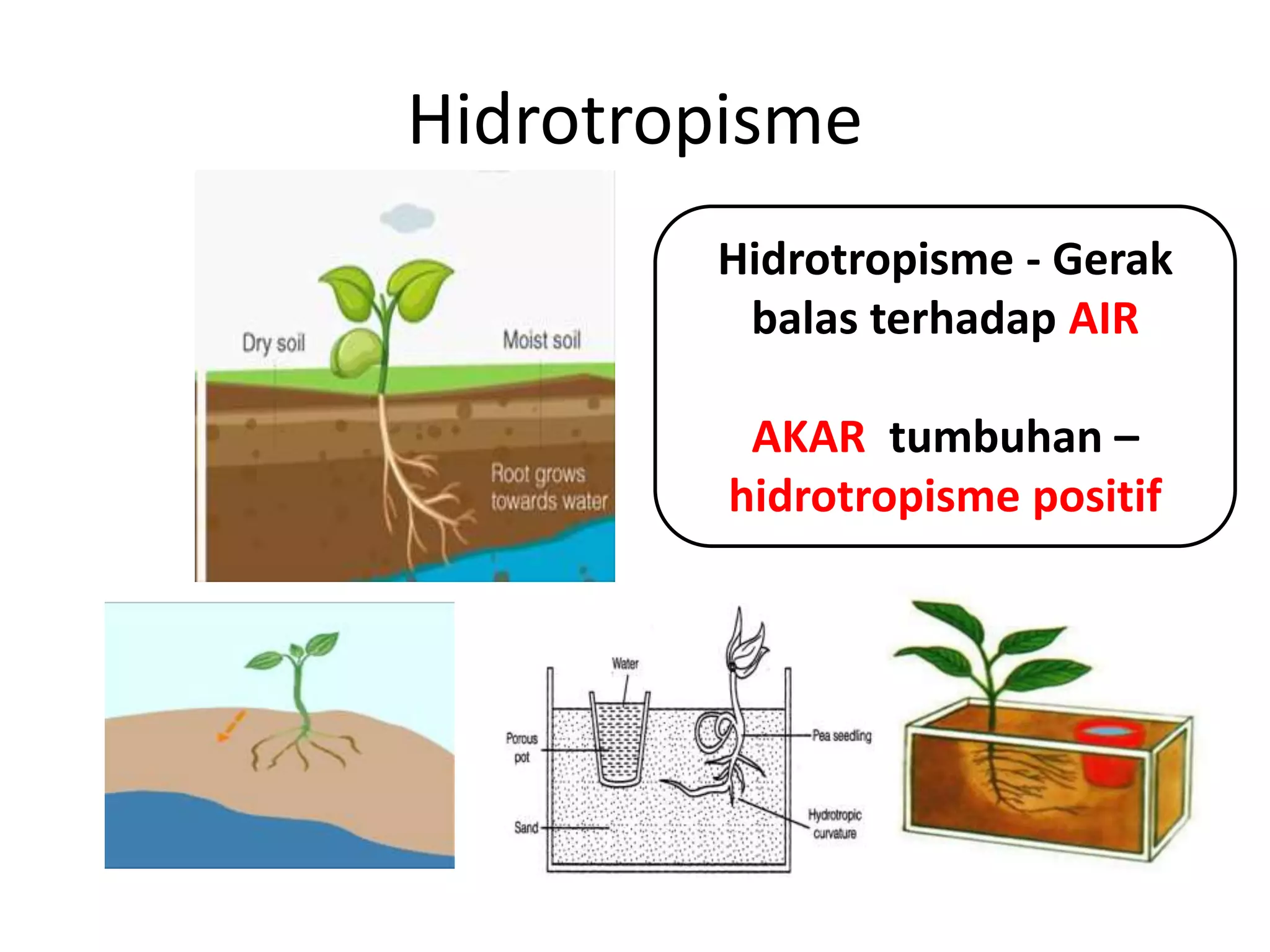 BAB 1 Rangsangan dan Gerak balas Tumbuhan.ppt