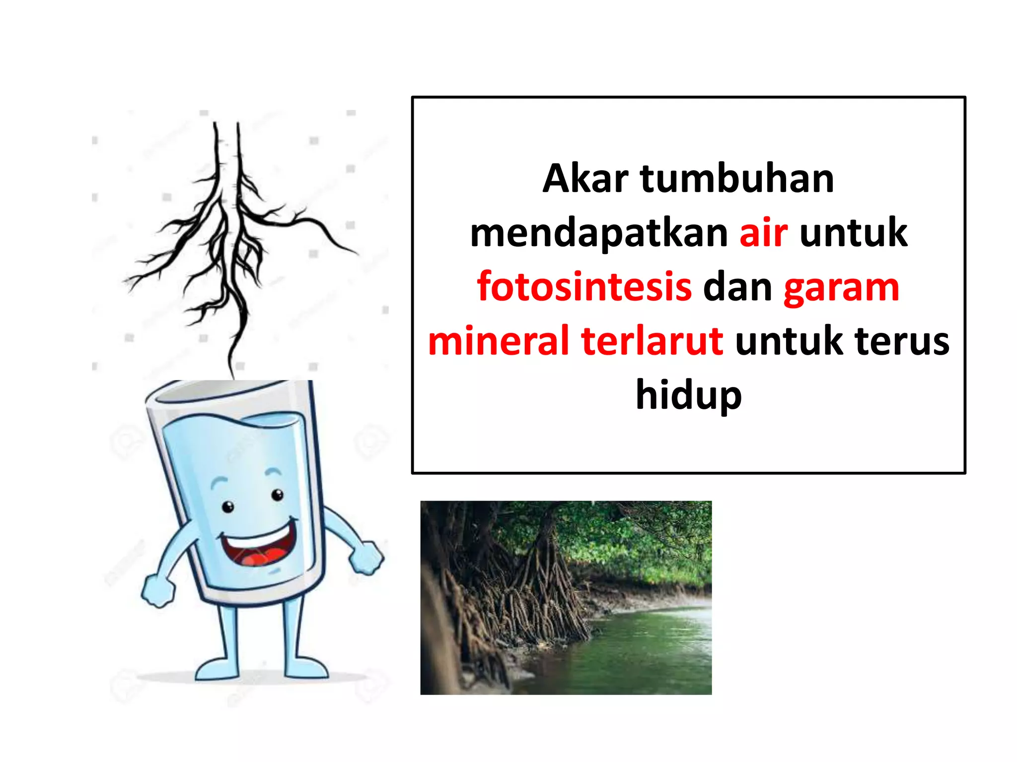 BAB 1 Rangsangan dan Gerak balas Tumbuhan.ppt