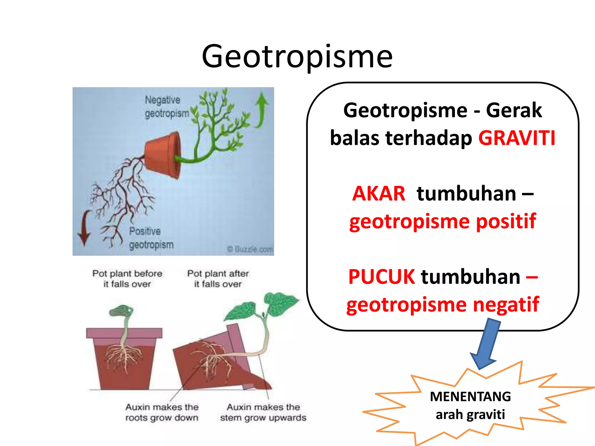 BAB 1 Rangsangan dan Gerak balas Tumbuhan.ppt