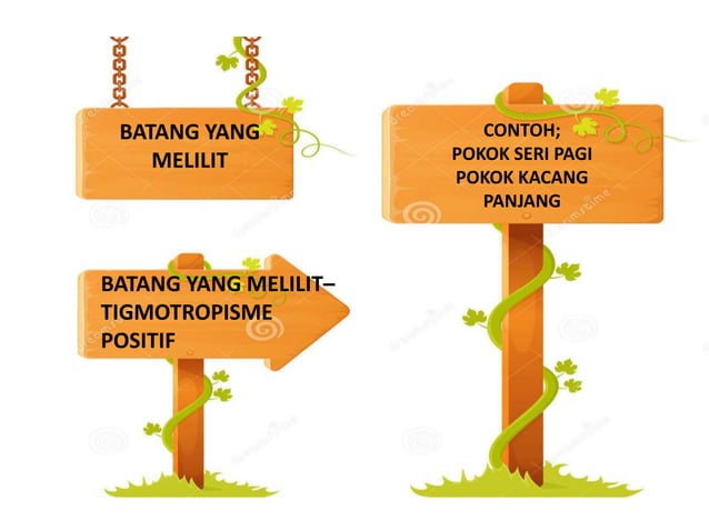 BAB 1 Rangsangan dan Gerak balas Tumbuhan.ppt