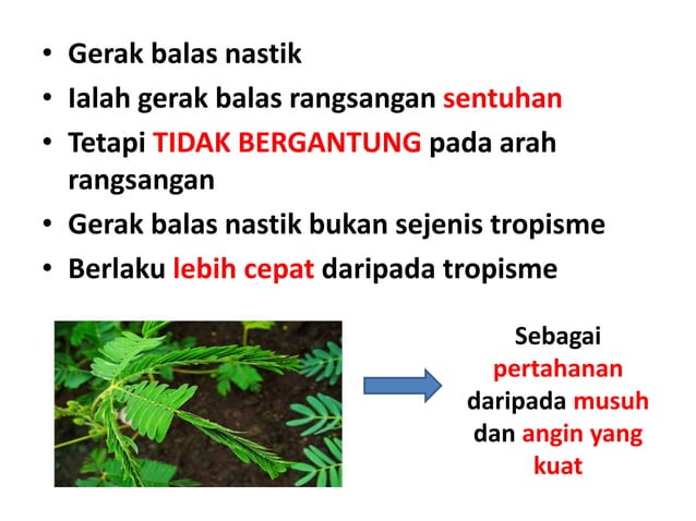 BAB 1 Rangsangan dan Gerak balas Tumbuhan.ppt