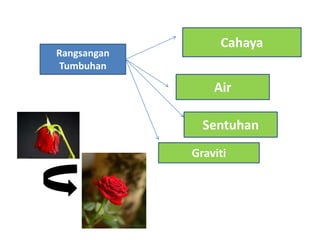 BAB 1 Rangsangan dan Gerak balas Tumbuhan.ppt