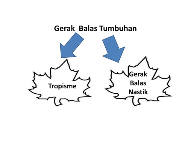 BAB 1 Rangsangan dan Gerak balas Tumbuhan.ppt