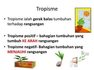 BAB 1 Rangsangan dan Gerak balas Tumbuhan.ppt