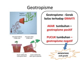 BAB 1 Rangsangan dan Gerak balas Tumbuhan.ppt