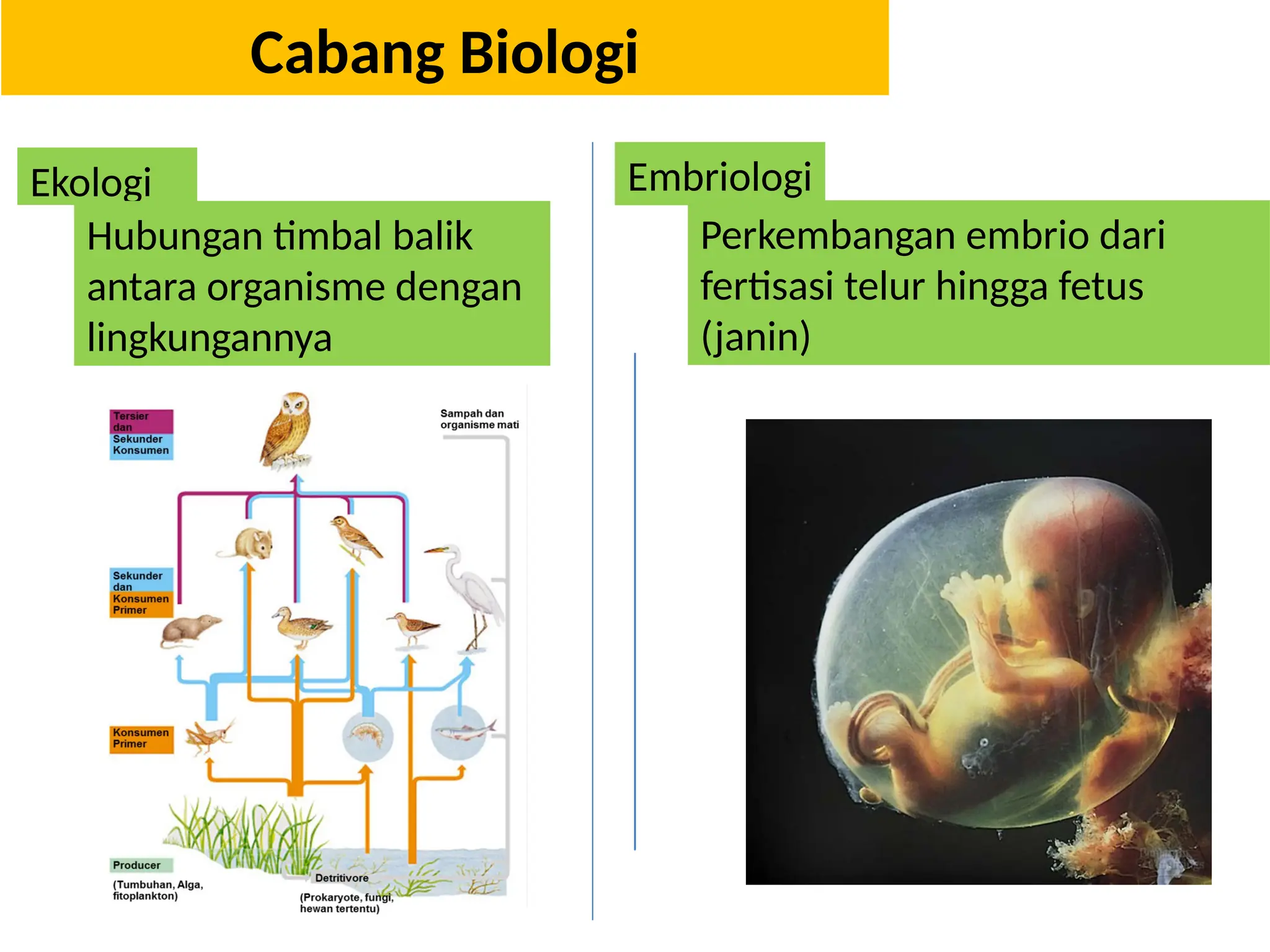 BIOLOGI RUANG LINGKUP BIOLOGI KELAS SEPULUH | PPTX