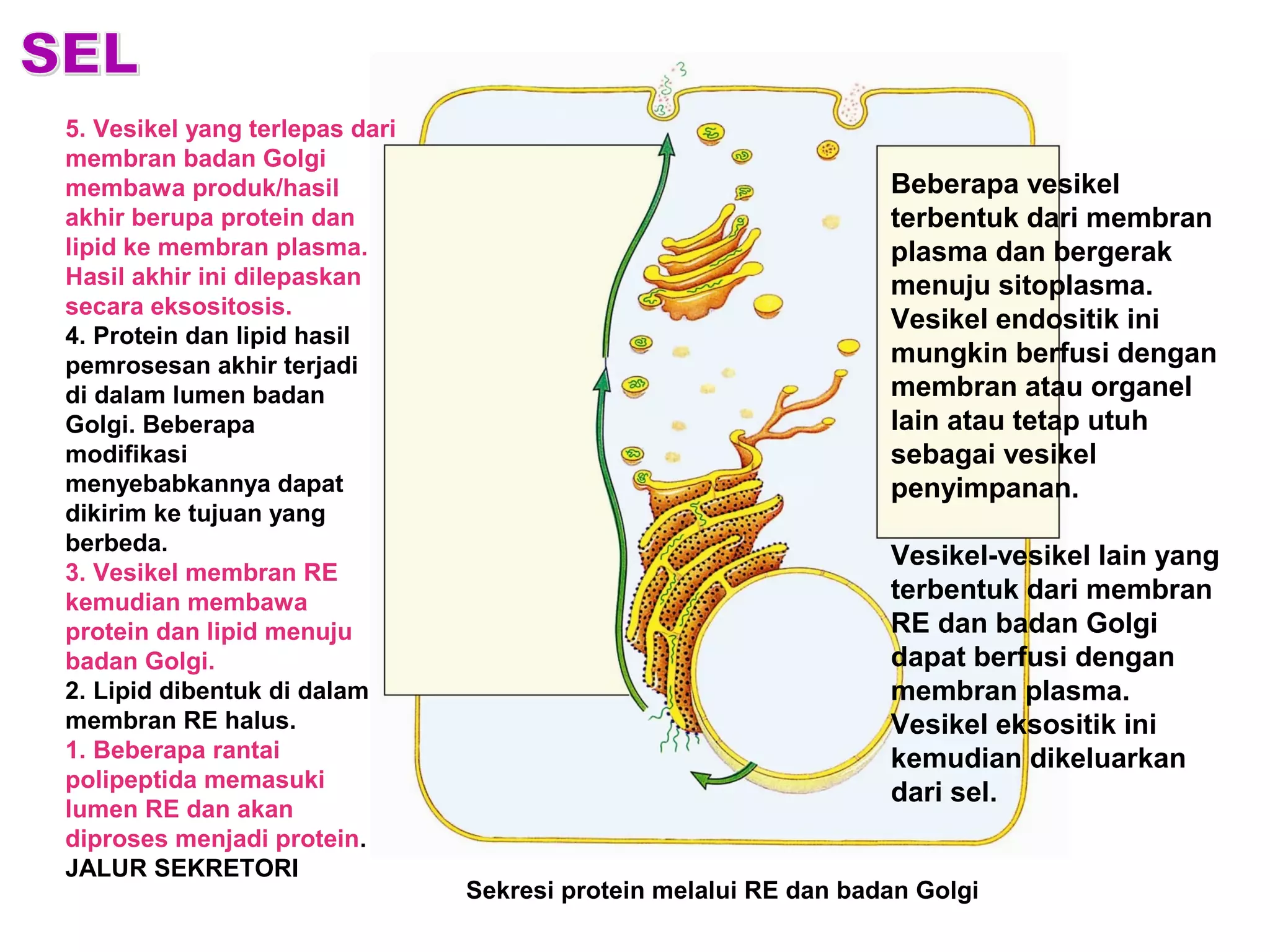 Bab 1 Sel - kelas XI | PPT