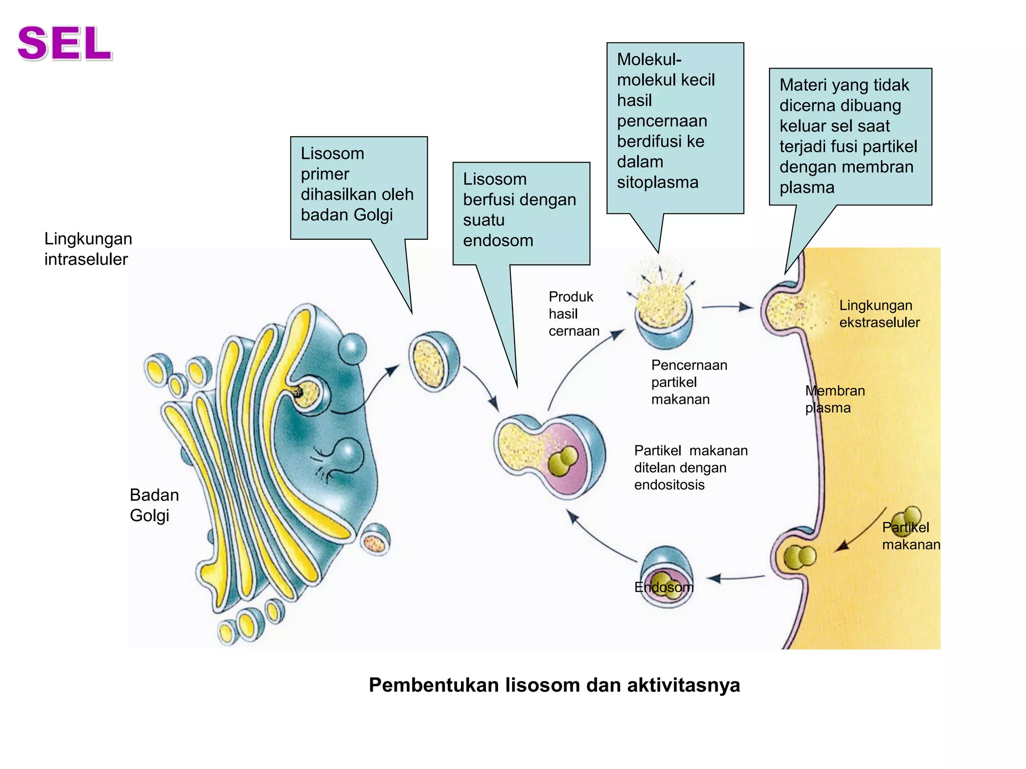 Bab 1 Sel - kelas XI | PPT