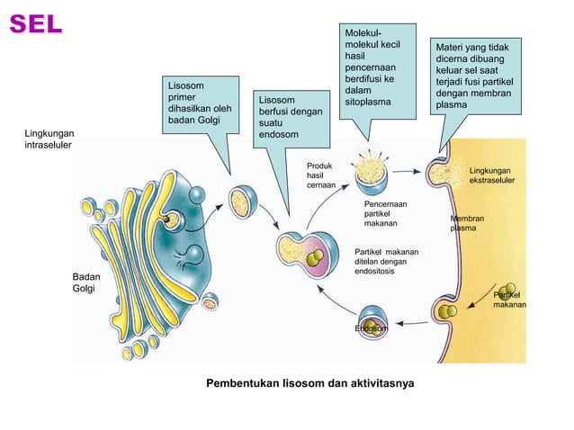Bab 1 Sel - kelas XI | PPT