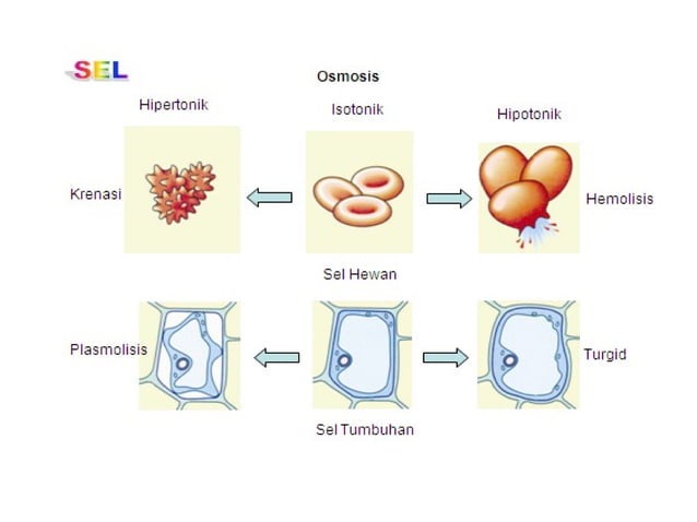 Bab 1 Sel - kelas XI | PPT