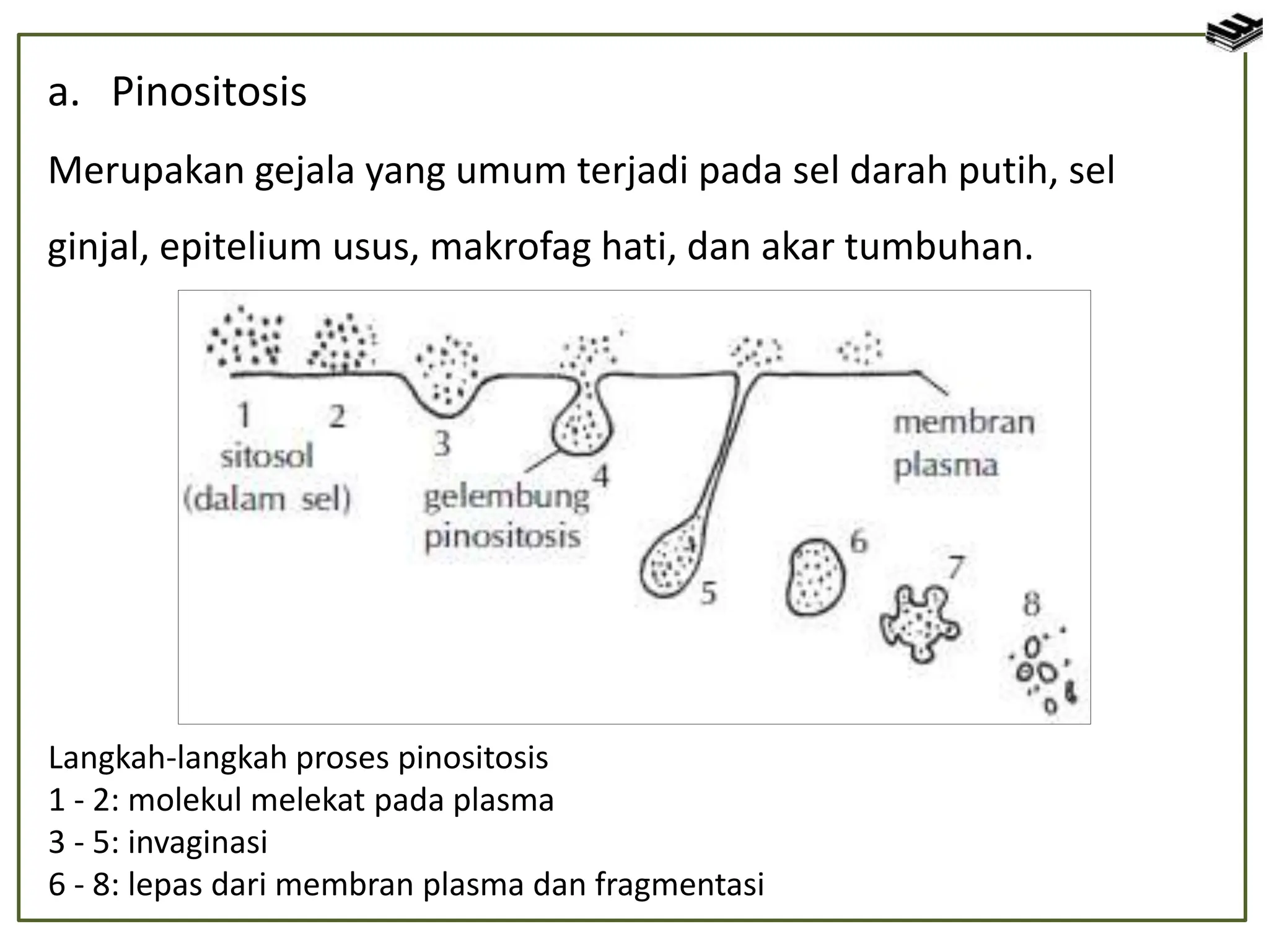 pembahasan tentang sel dan struktur dalam | PPTX