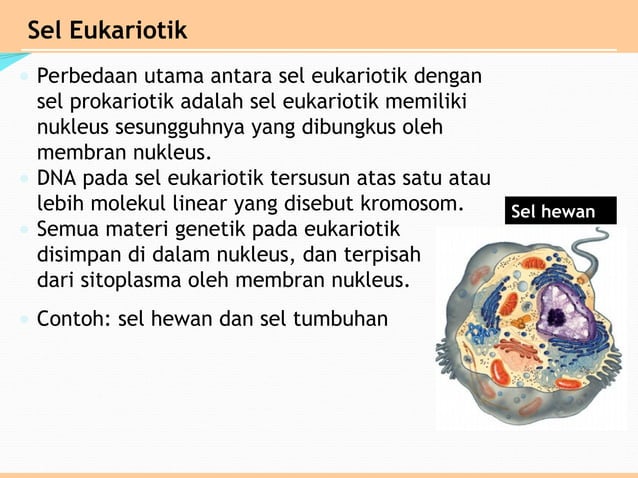 Bab1_SEL kelas dua belas , sel , jaringan tumbuhan, jaringan hewan.ppt