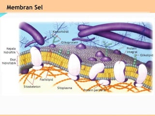 Bab1_SEL kelas dua belas , sel , jaringan tumbuhan, jaringan hewan.ppt