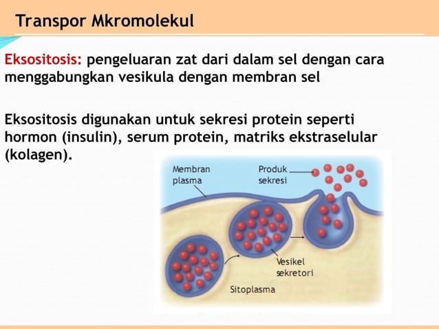 Bab1_SEL kelas dua belas , sel , jaringan tumbuhan, jaringan hewan.ppt