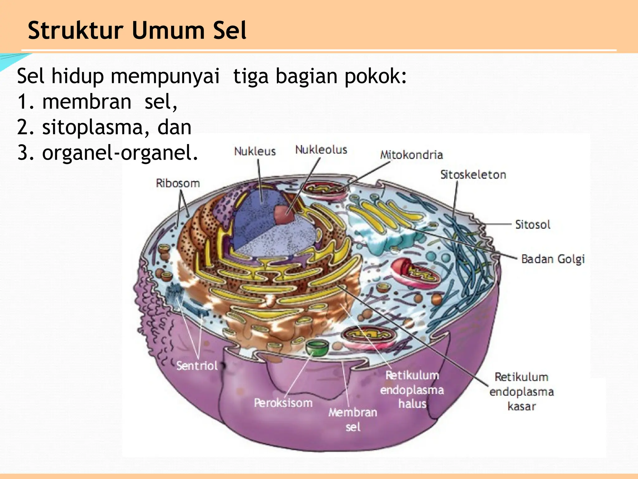 Bab1_SEL sel hewan dan sel tumbuhan .ppt