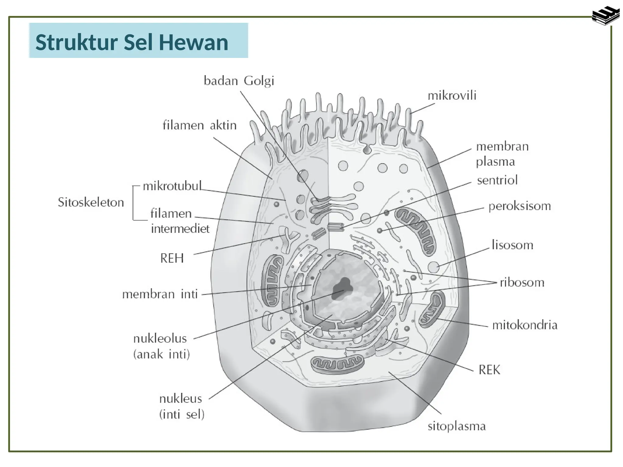 Bab 1 Sel_sejarah sel, komponen, ukuran, macam | PPTX