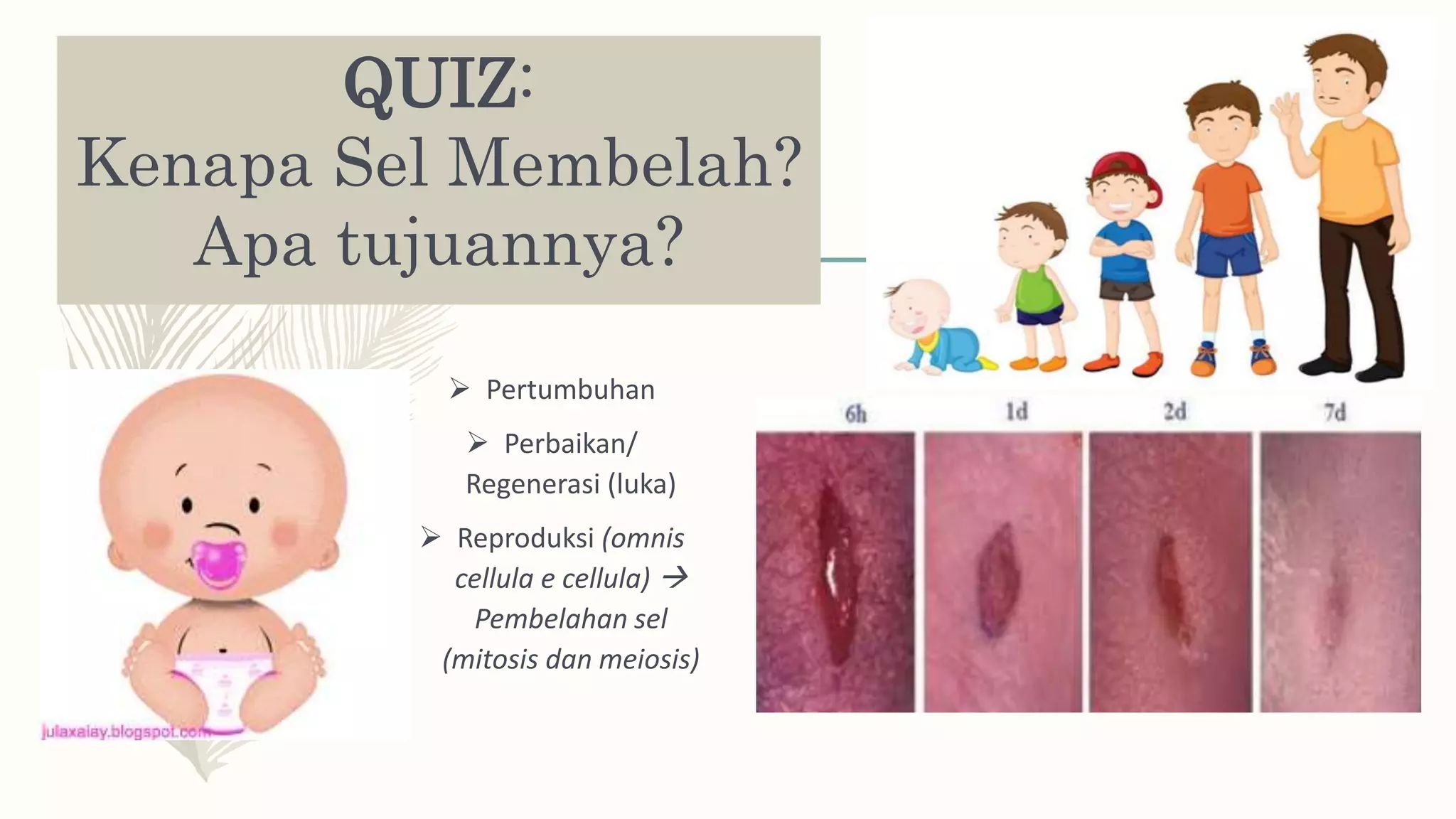 Bab 1 (sistem reproduksi manusia) | PPT