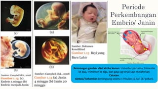 Bab 1 (sistem reproduksi manusia) | PPTX