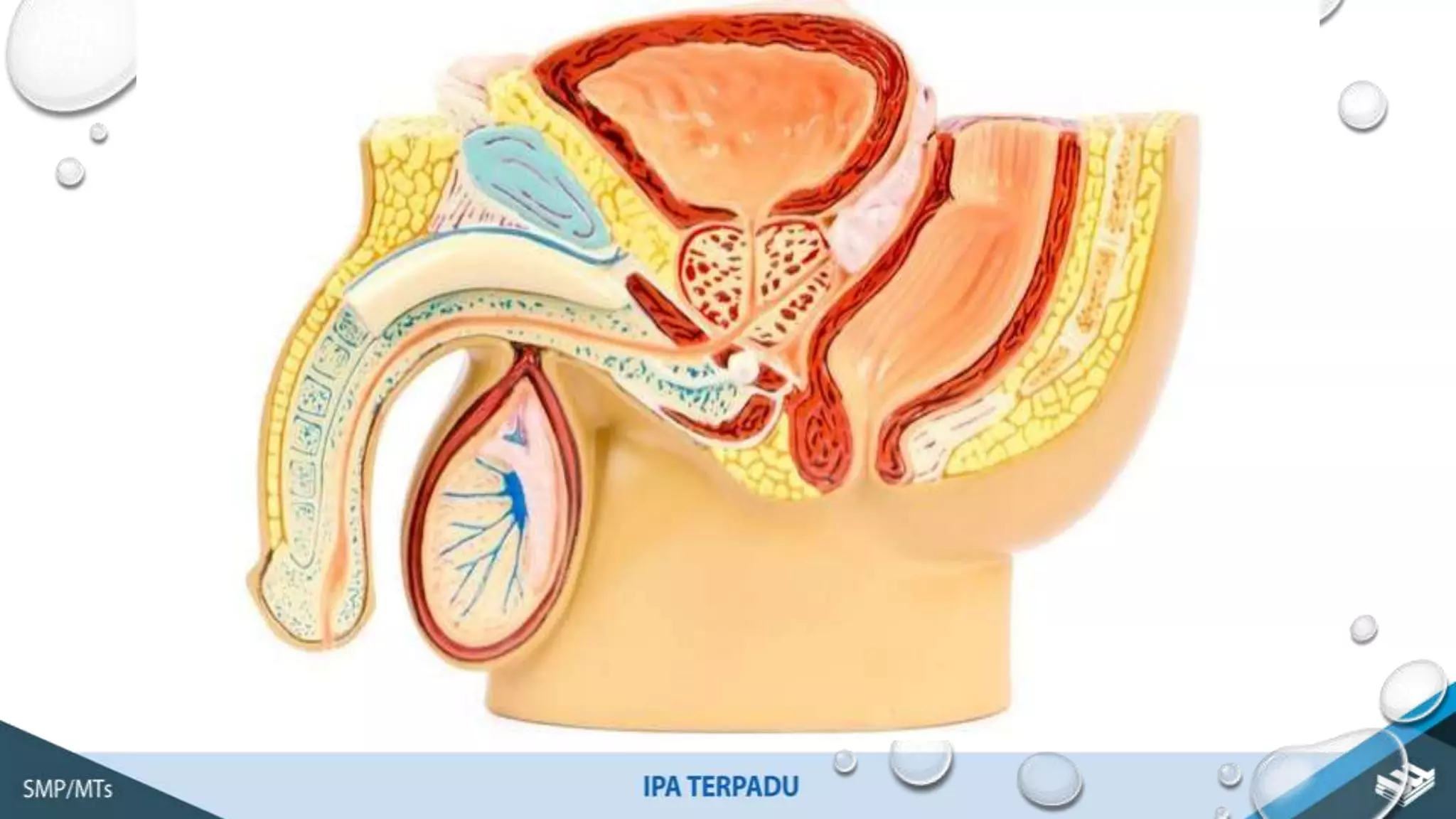 BAB 1 Sistem Reproduksi Manusia.pptx