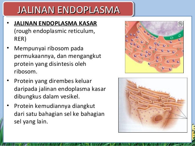 Bab 2 Biologi Struktur Dan Organisasi Sel 