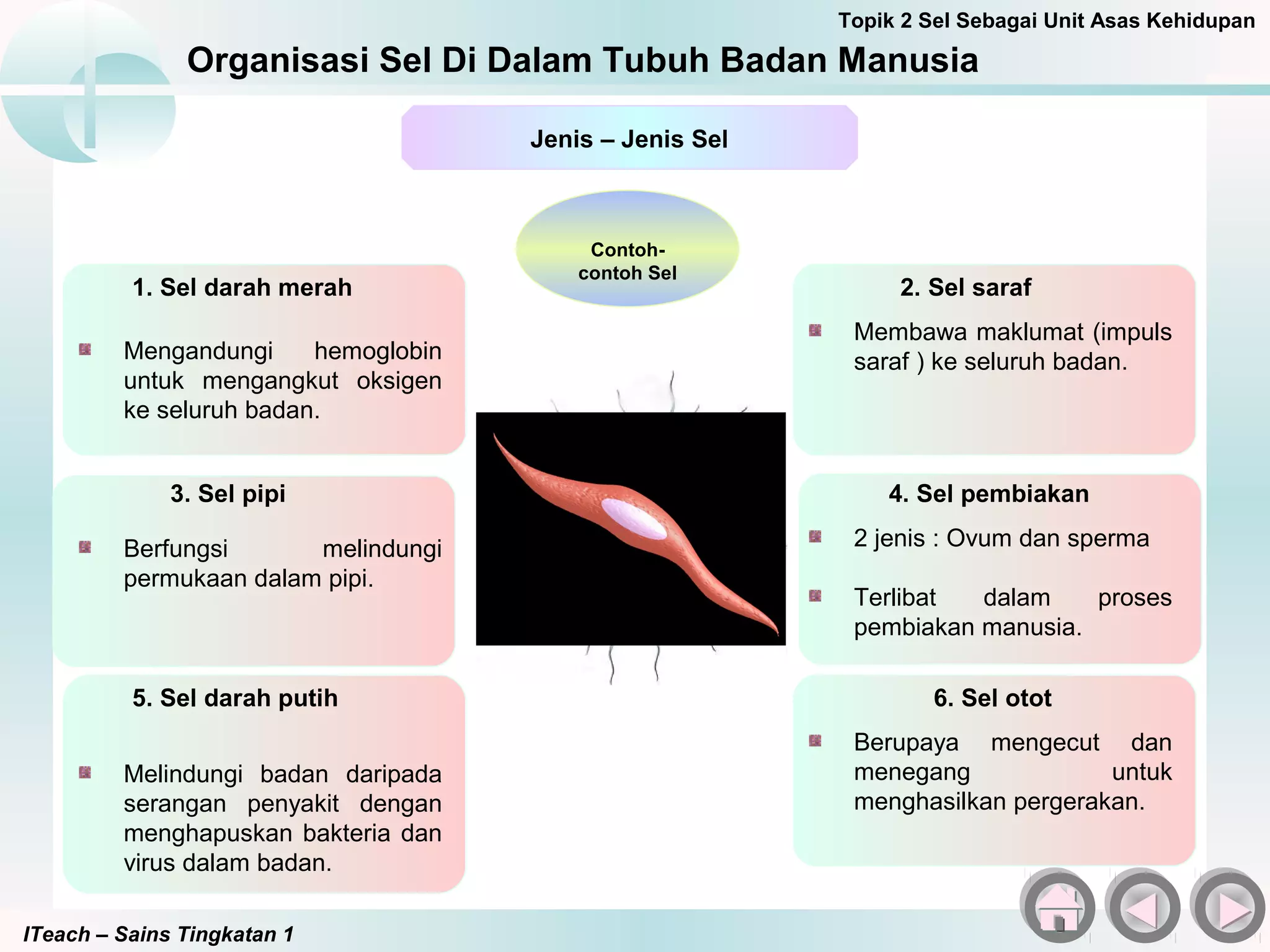 Bab 2 Sel Sebagai Unit Asas Hidupan | PPT