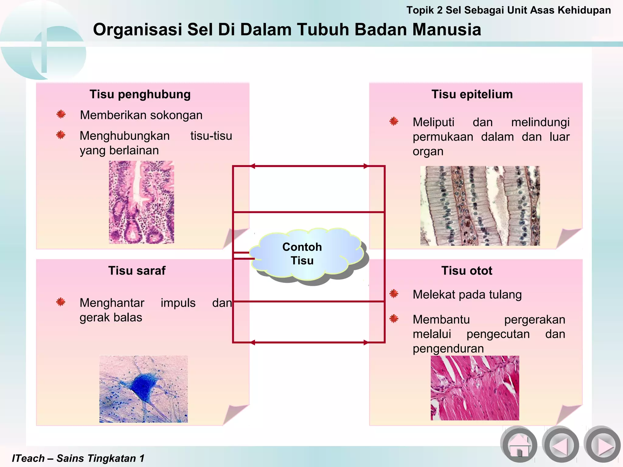 Bab 2 Sel Sebagai Unit Asas Hidupan | PPT
