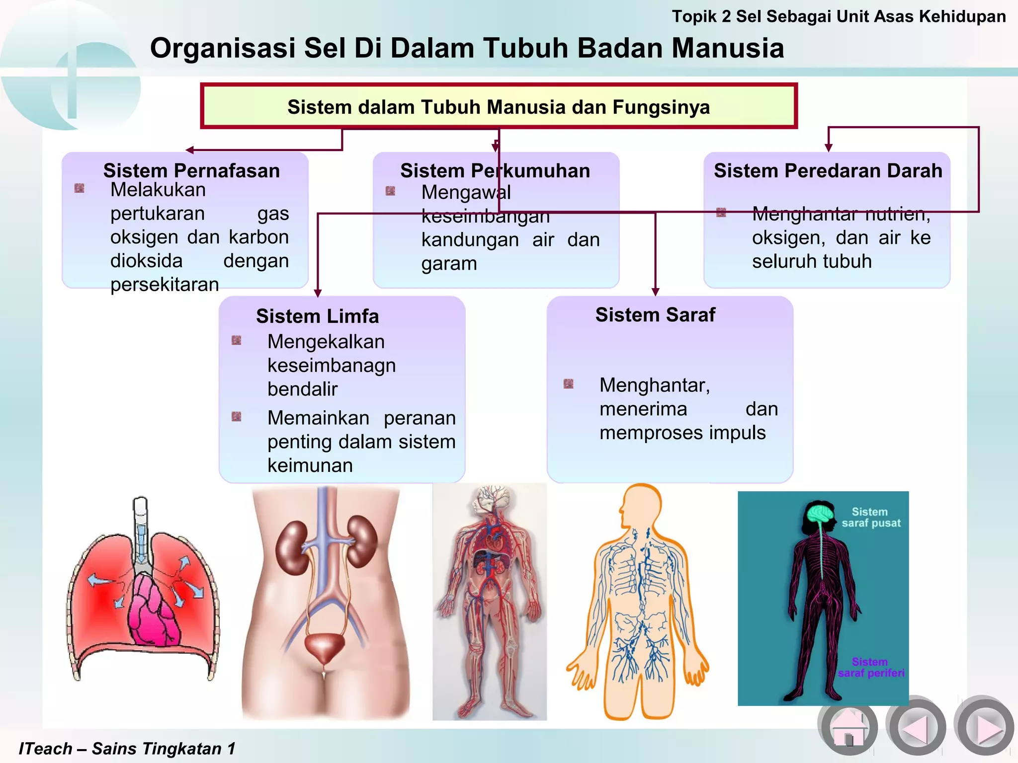 Bab 2 Sel Sebagai Unit Asas Hidupan | PPT