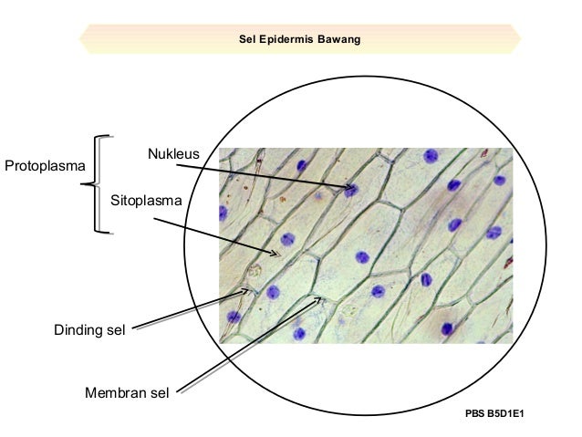 Bab 2 Sel Sebagai Unit Asas Hidupan