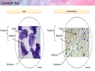 Sains Tingkatan 1 Contoh Contoh Sel - AllysonbilBest