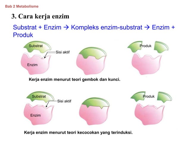 Bab 2. metabolisme part 1 (enzim) | PPTX