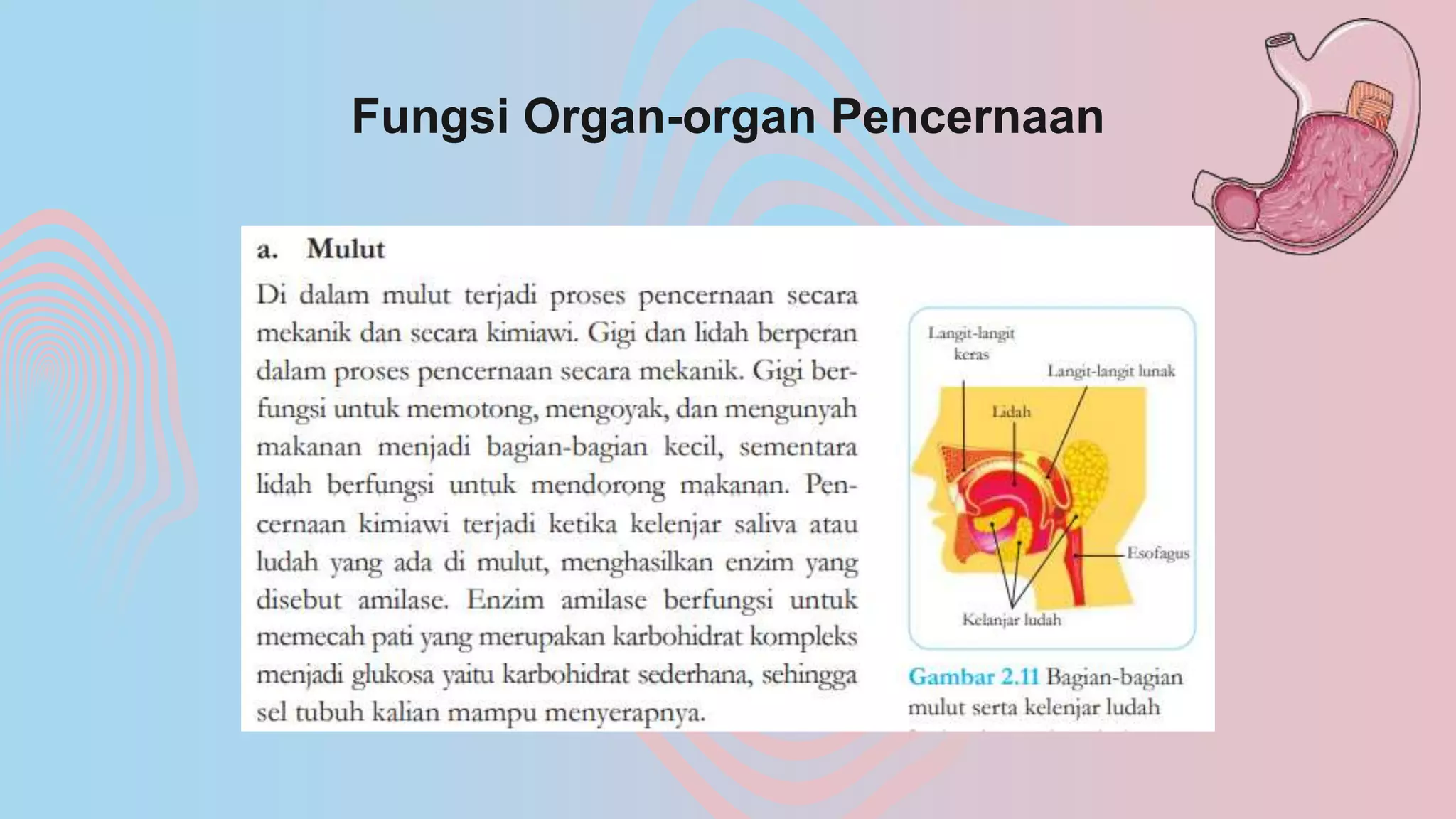 Bab 2 Struktur dan Fungsi Tubuh (Sistem Pencernaan) IPA Kelas 8 SMP Ibrahimy 1 Sukorejo ...