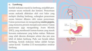 Bab 2 Struktur dan Fungsi Tubuh (Sistem Pencernaan) IPA Kelas 8 SMP Ibrahimy 1 Sukorejo ...