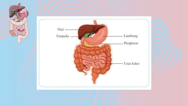 Bab 2 Struktur dan Fungsi Tubuh (Sistem Pencernaan) IPA Kelas 8 SMP Ibrahimy 1 Sukorejo ...