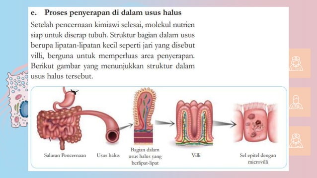 Bab 2 Struktur dan Fungsi Tubuh (Sistem Pencernaan) IPA Kelas 8 SMP Ibrahimy 1 Sukorejo ...