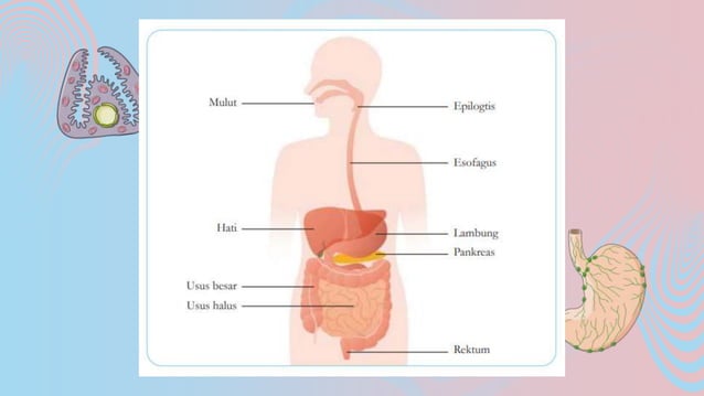 Bab 2 Struktur dan Fungsi Tubuh (Sistem Pencernaan) IPA Kelas 8 SMP Ibrahimy 1 Sukorejo ...