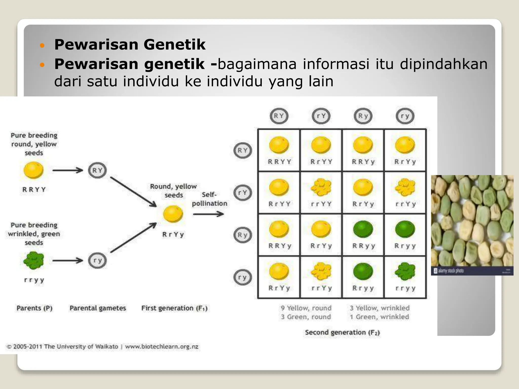BAB 2. RUANG LINGKUP DAN SEJARAH GENETIKA TANAMAN (2).pptx