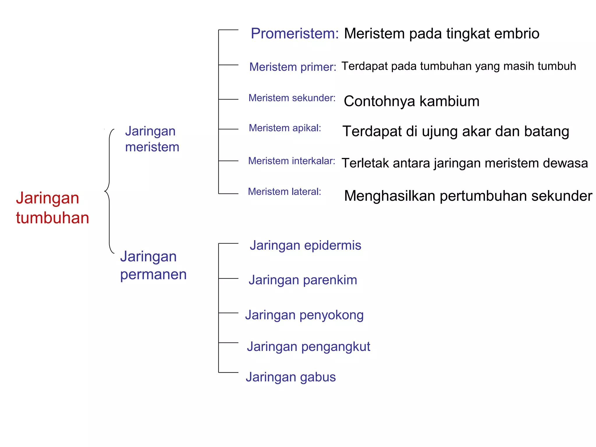 JARINGAN TUMBUHAN | PPT