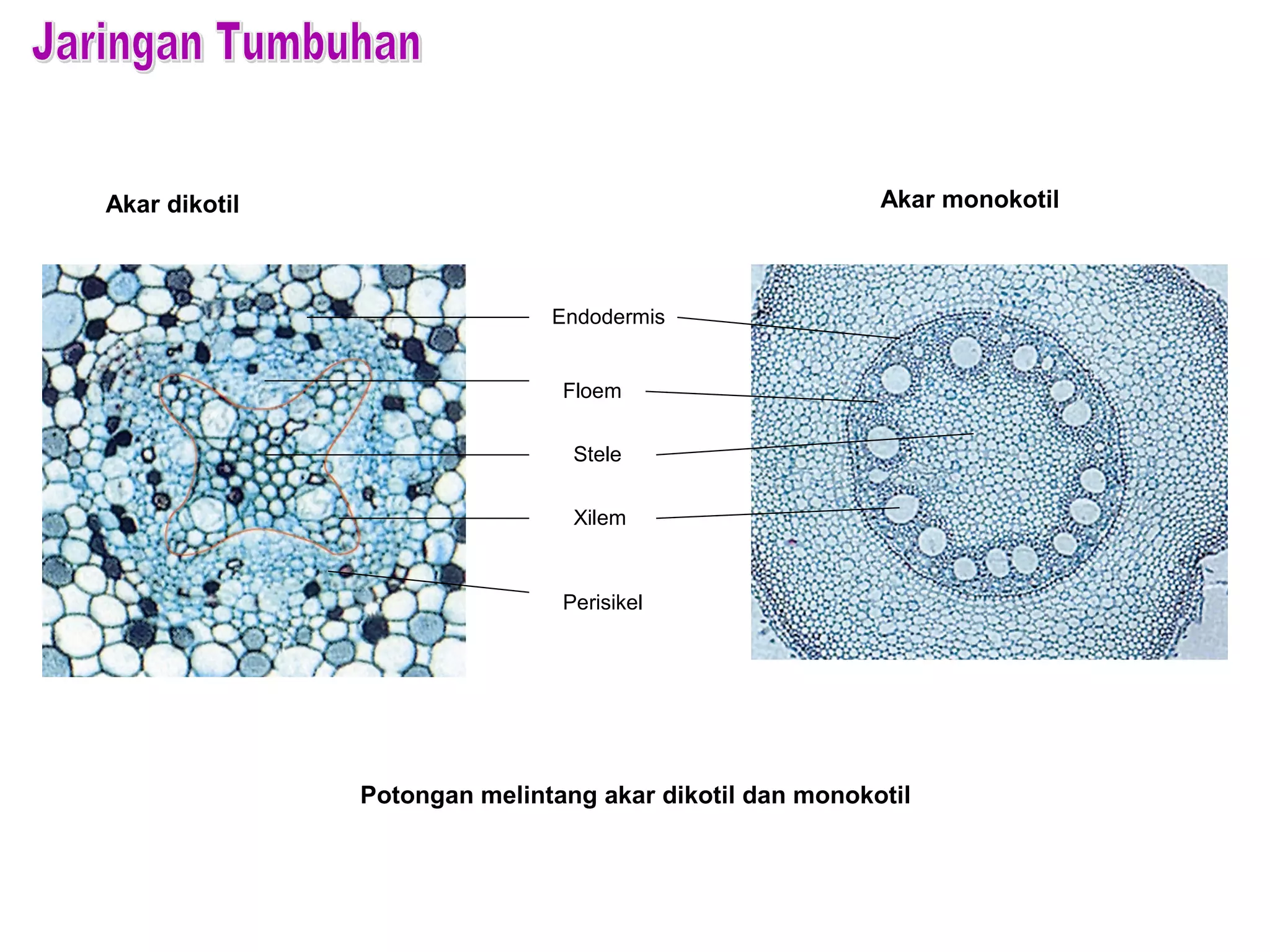 JARINGAN TUMBUHAN | PPT